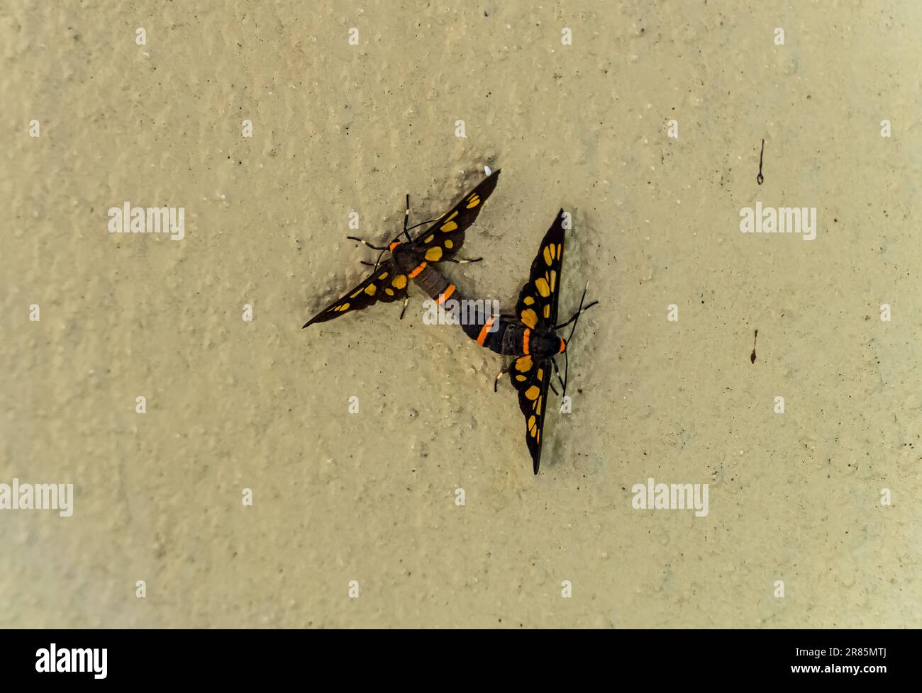 Mating moth hi-res stock photography and images - Alamy