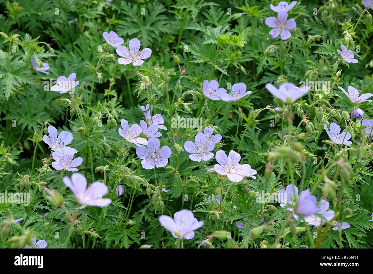 Hardy geranium 'Blue Cloud' in flower Stock Photo - Alamy
