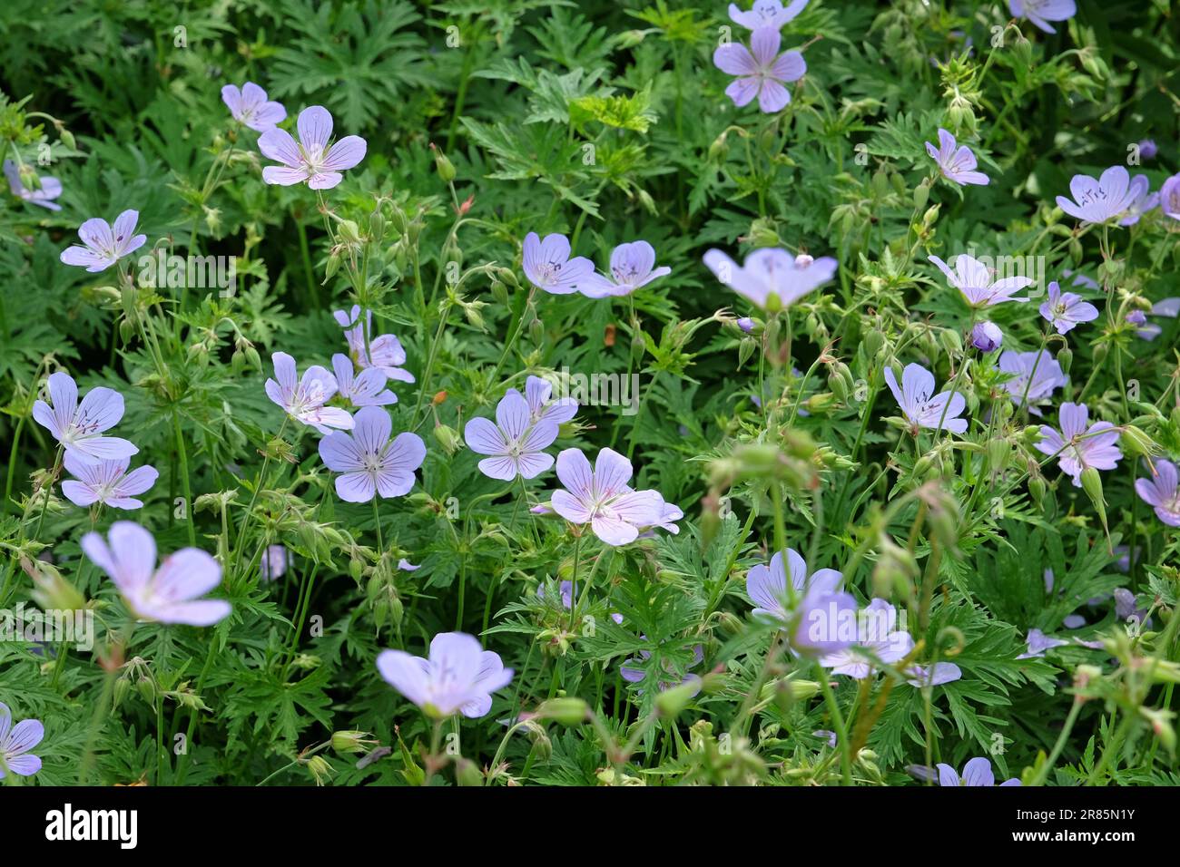 Hardy geranium 'Blue Cloud' in flower Stock Photo - Alamy