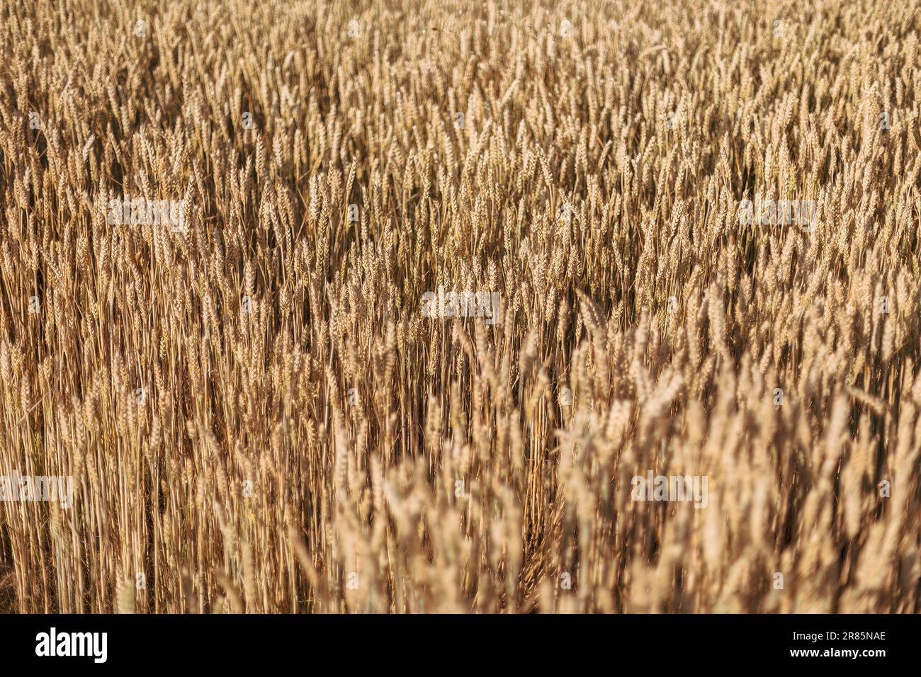 A close-up photo capturing the beautiful texture of ripe grain in a ...