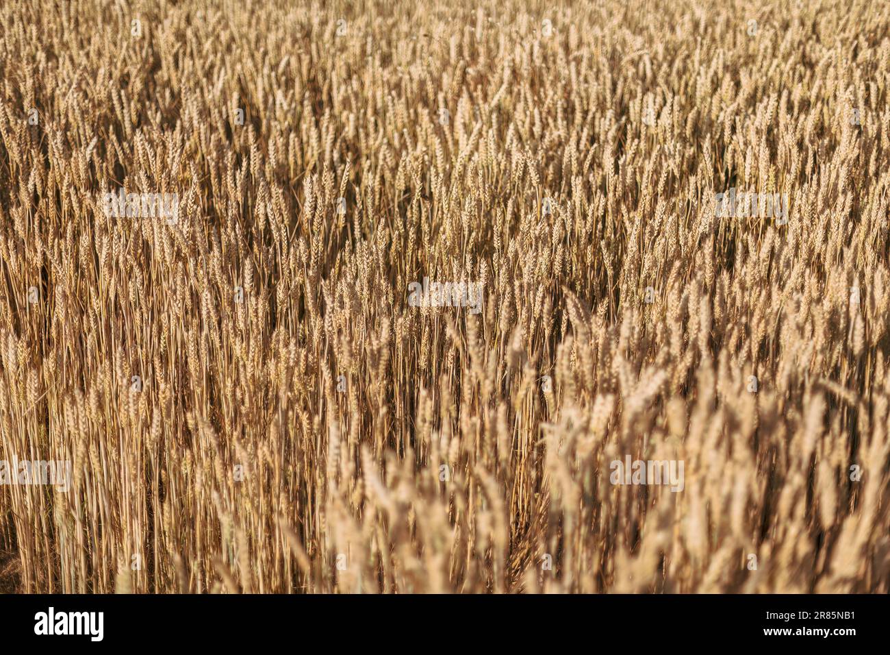 A close-up photo capturing the beautiful texture of ripe grain in a ...