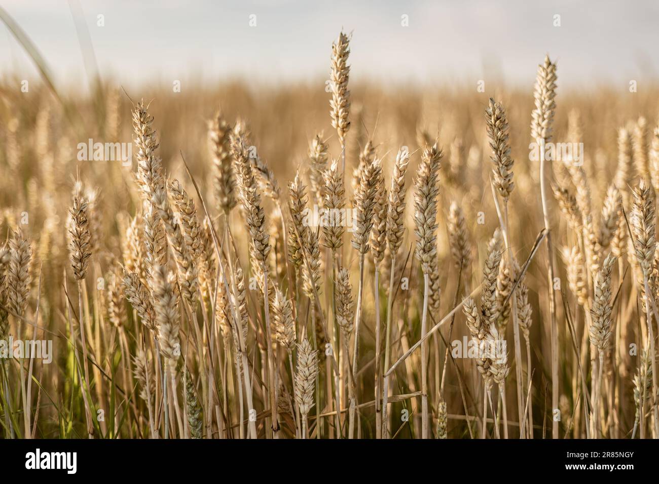 A captivating macro photograph capturing the beauty of a mature barley ...