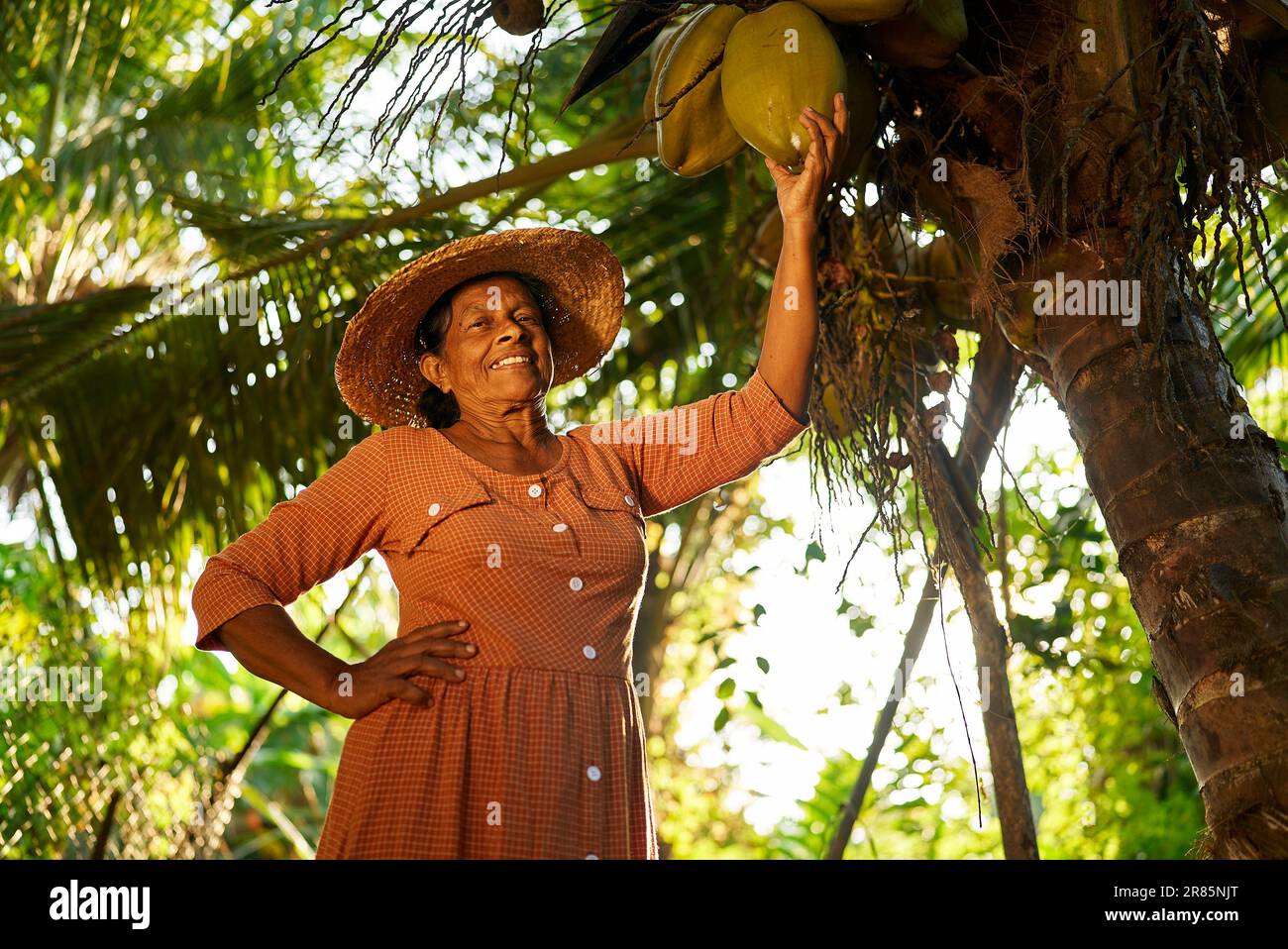 Senior Indian female farmer holding big coconut hanging from coconut ...