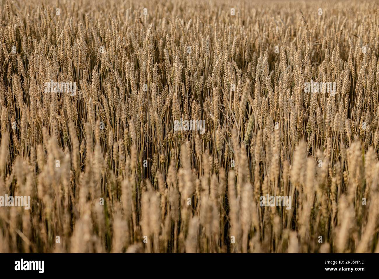A vibrant, detailed texture image of a mature barley field in summer ...