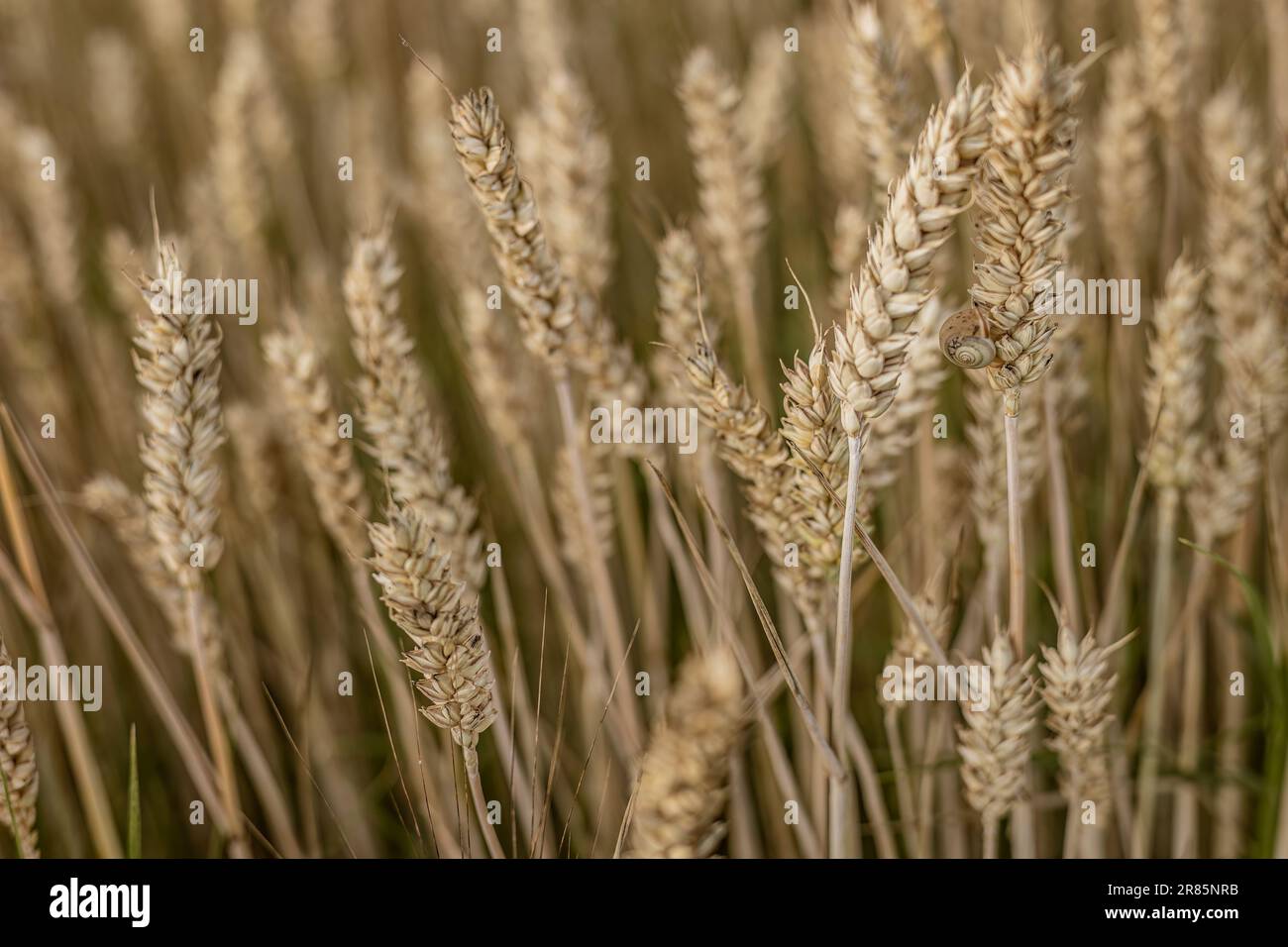 An intricate macro shot detailing the rich textures and grains of a ...