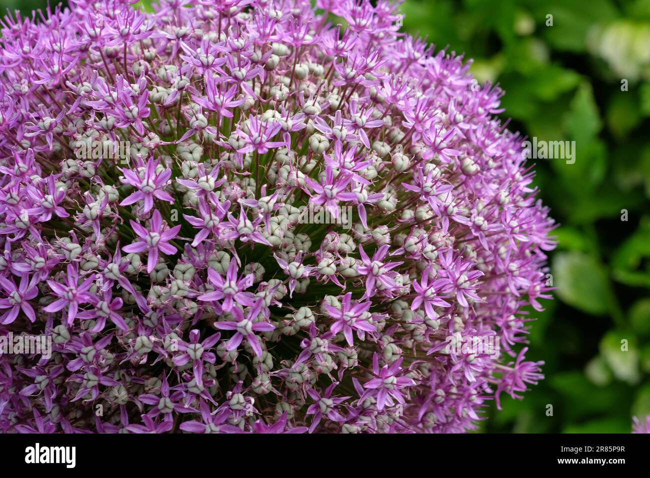 Allium giant ambassador hi-res stock photography and images - Alamy