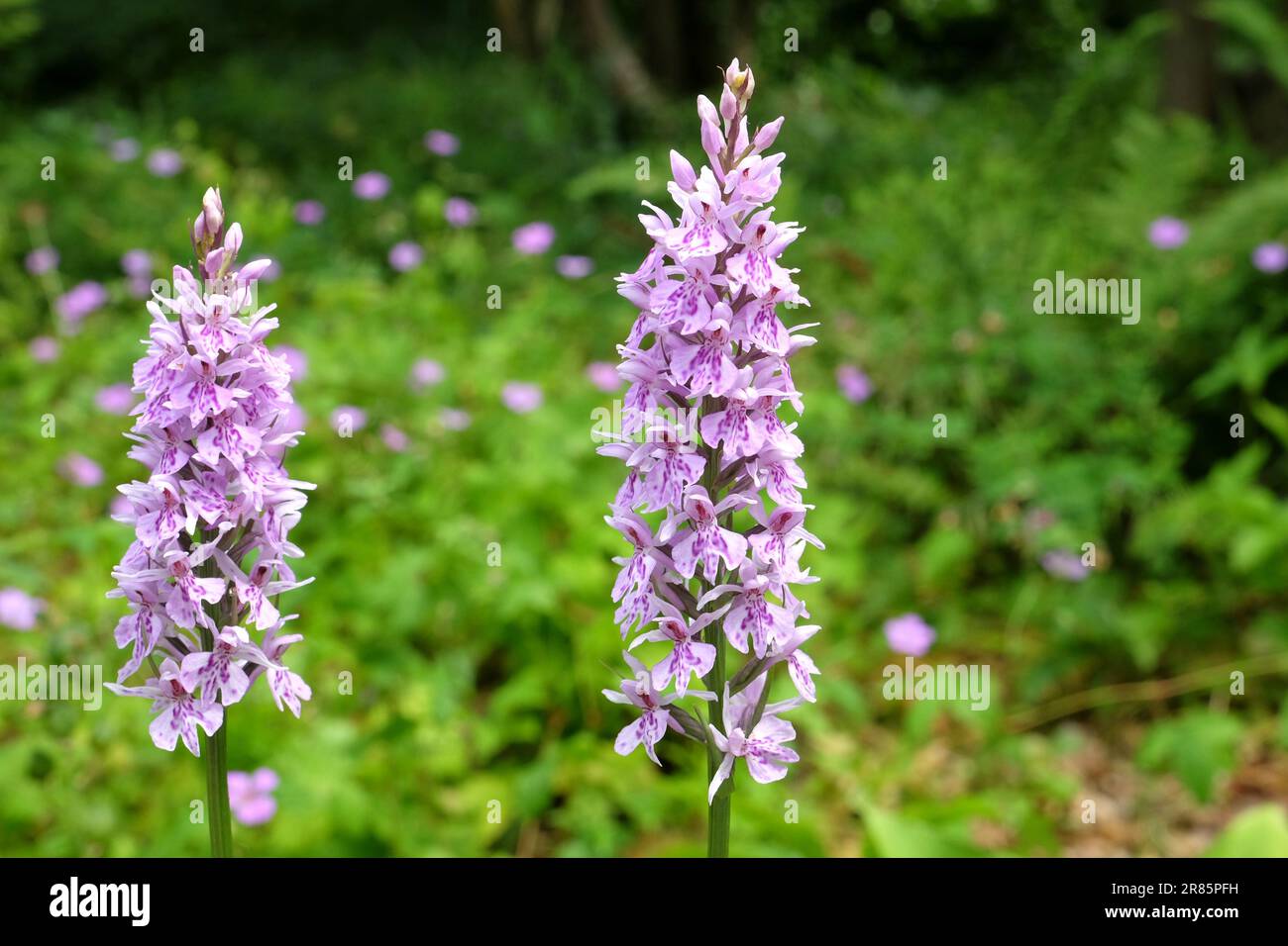 Common spotted orchid in flower Stock Photo - Alamy