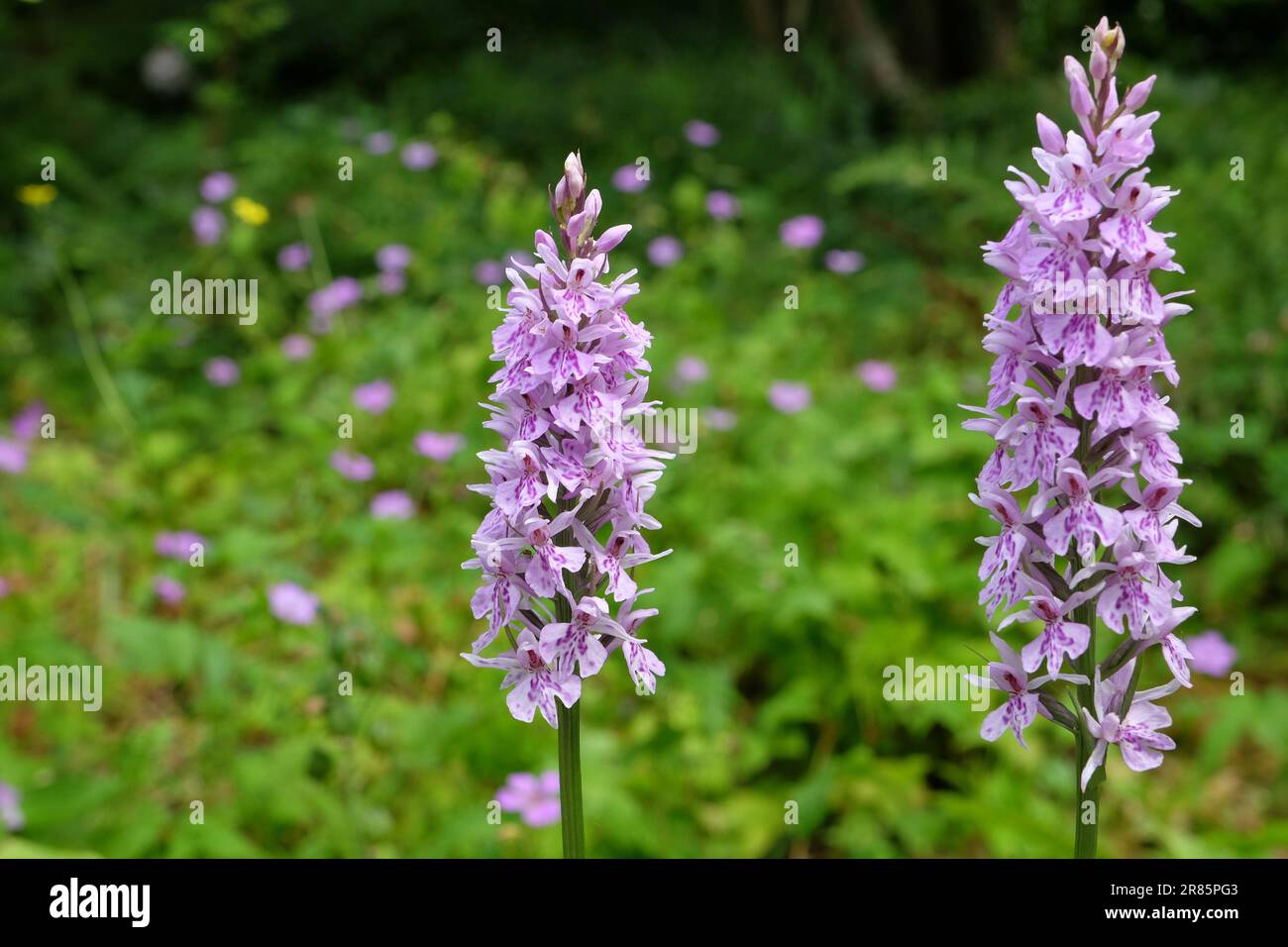 Common spotted orchid in flower Stock Photo - Alamy