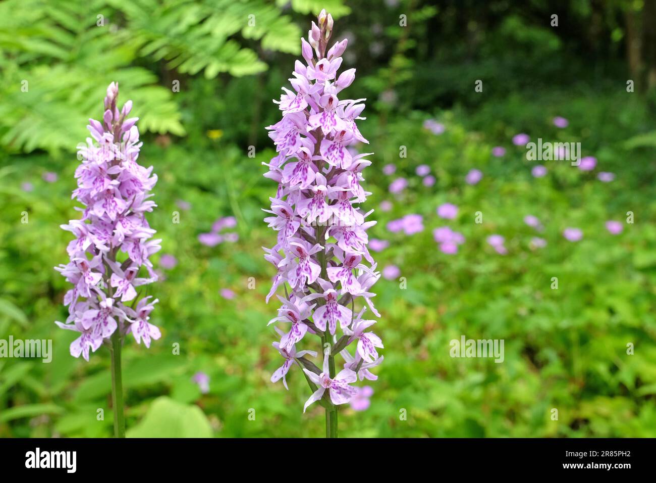 Common spotted orchid in flower Stock Photo - Alamy