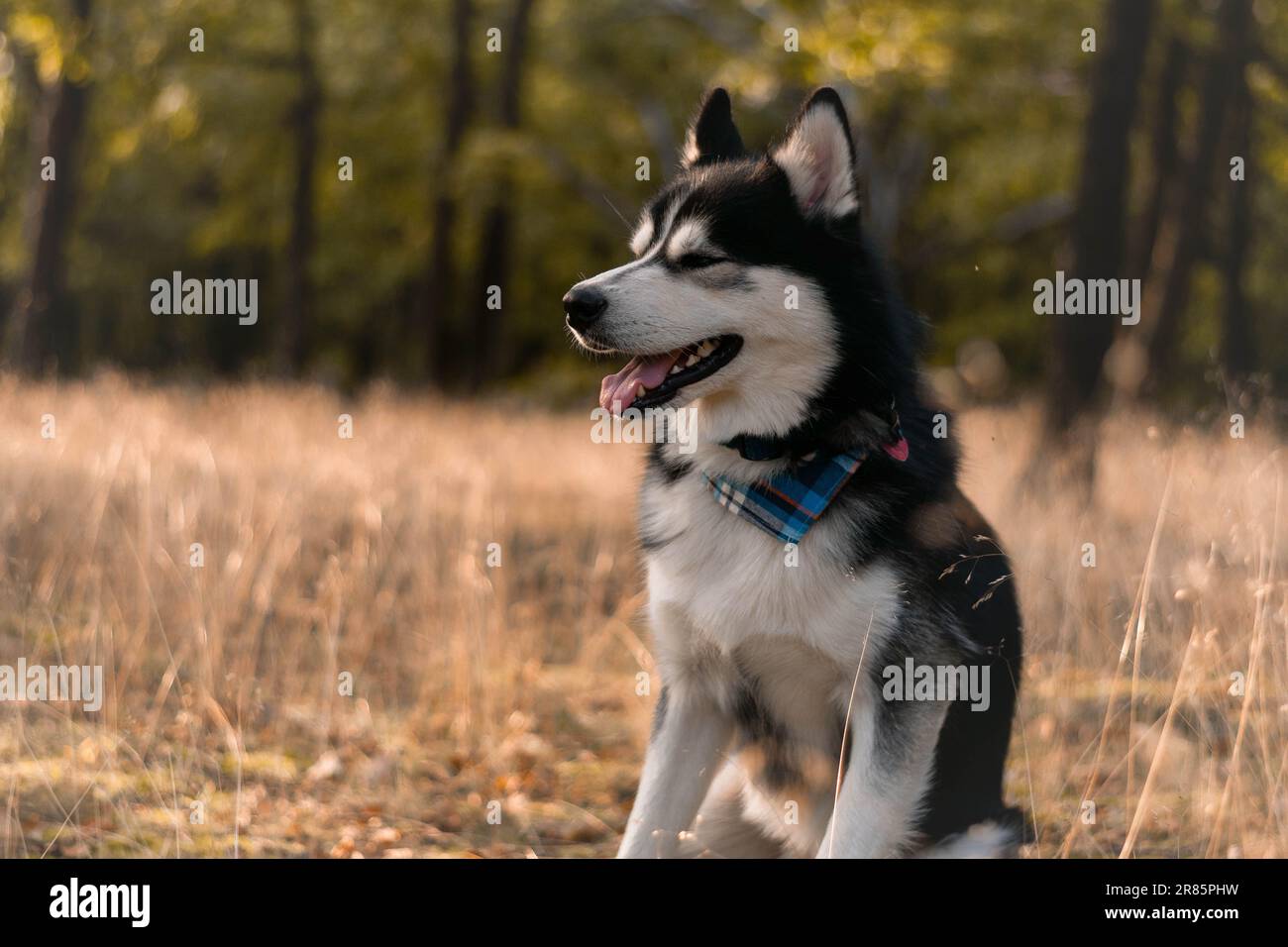 Cute husky in Slovakian Summer forest Stock Photo - Alamy