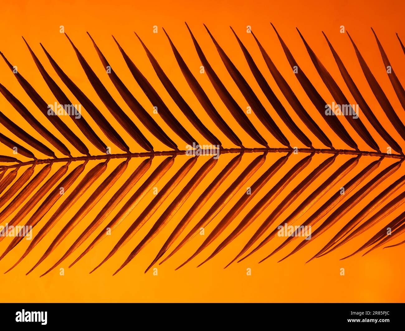 Silhouette of a palm branch in full screen on a yellow background ...