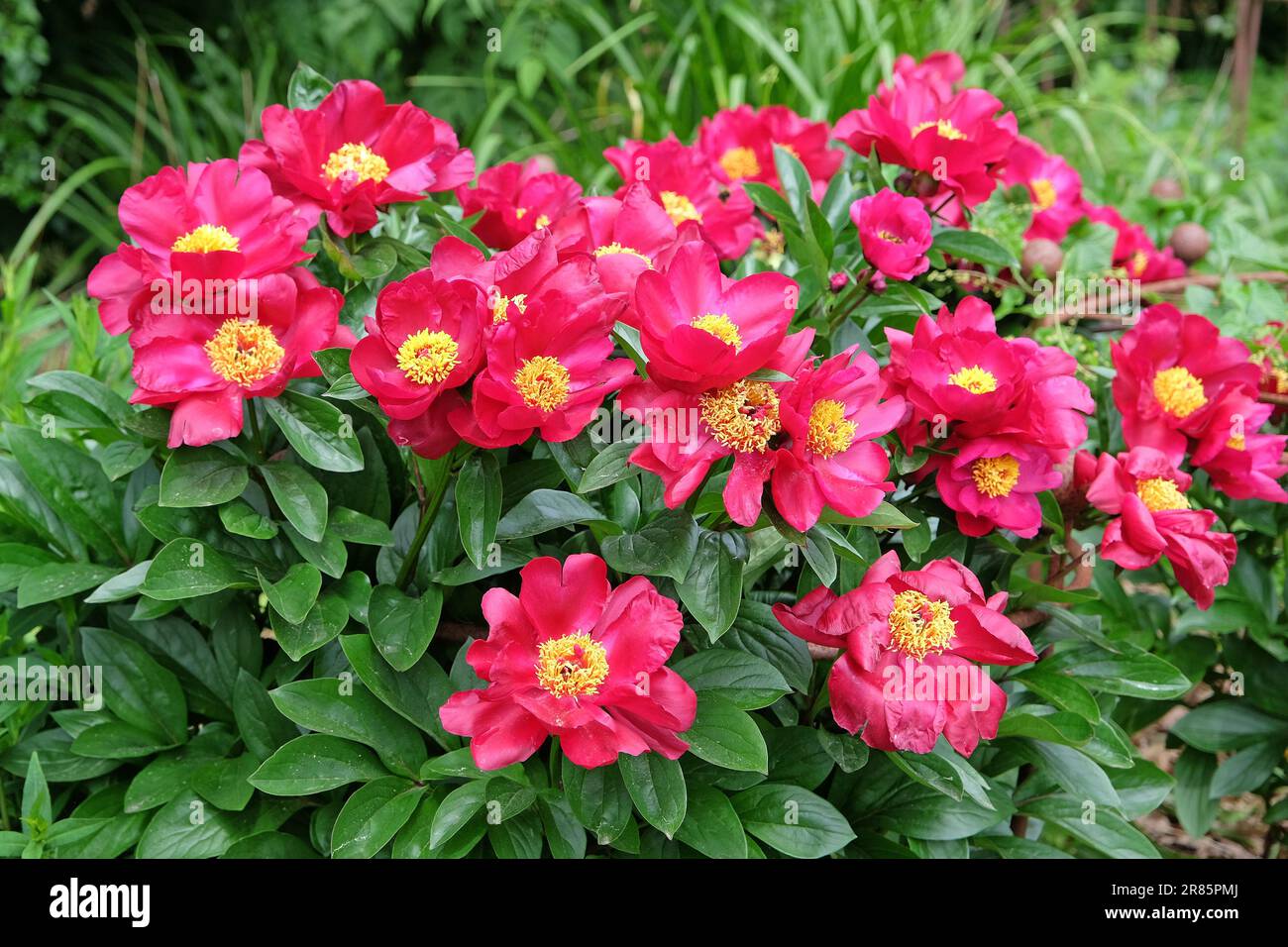 Paeonia 'Scarlett O'Hara' in flower Stock Photo - Alamy