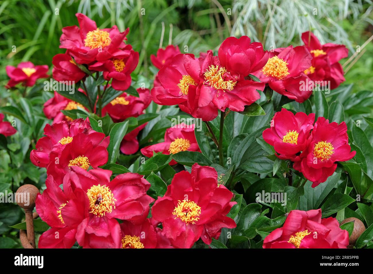 Paeonia 'Scarlett O'Hara' in flower Stock Photo - Alamy