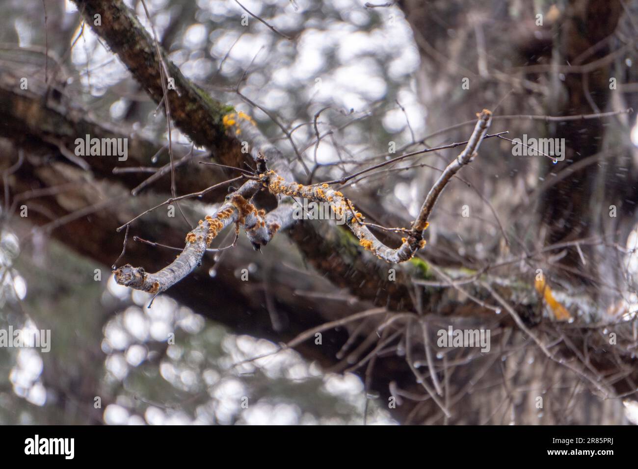 A close-up view of a barren tree branch featuring yellow lichens ...