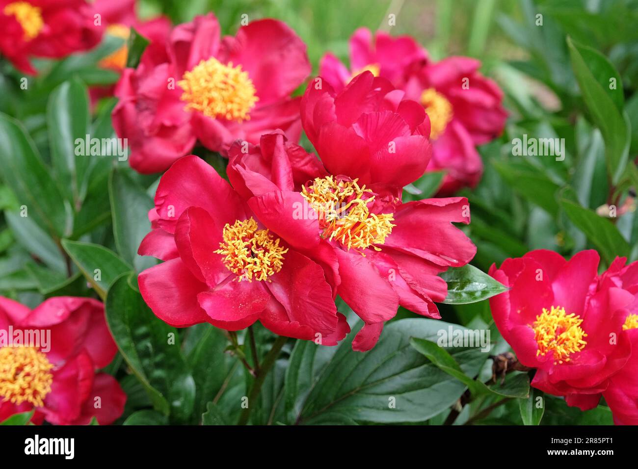 Paeonia 'Scarlett O'Hara' in flower Stock Photo - Alamy