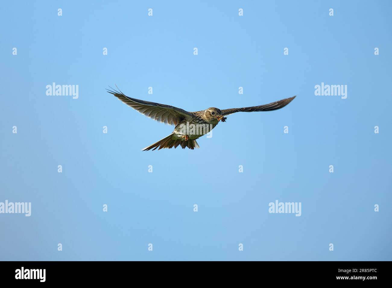 Moors bird hi-res stock photography and images - Alamy