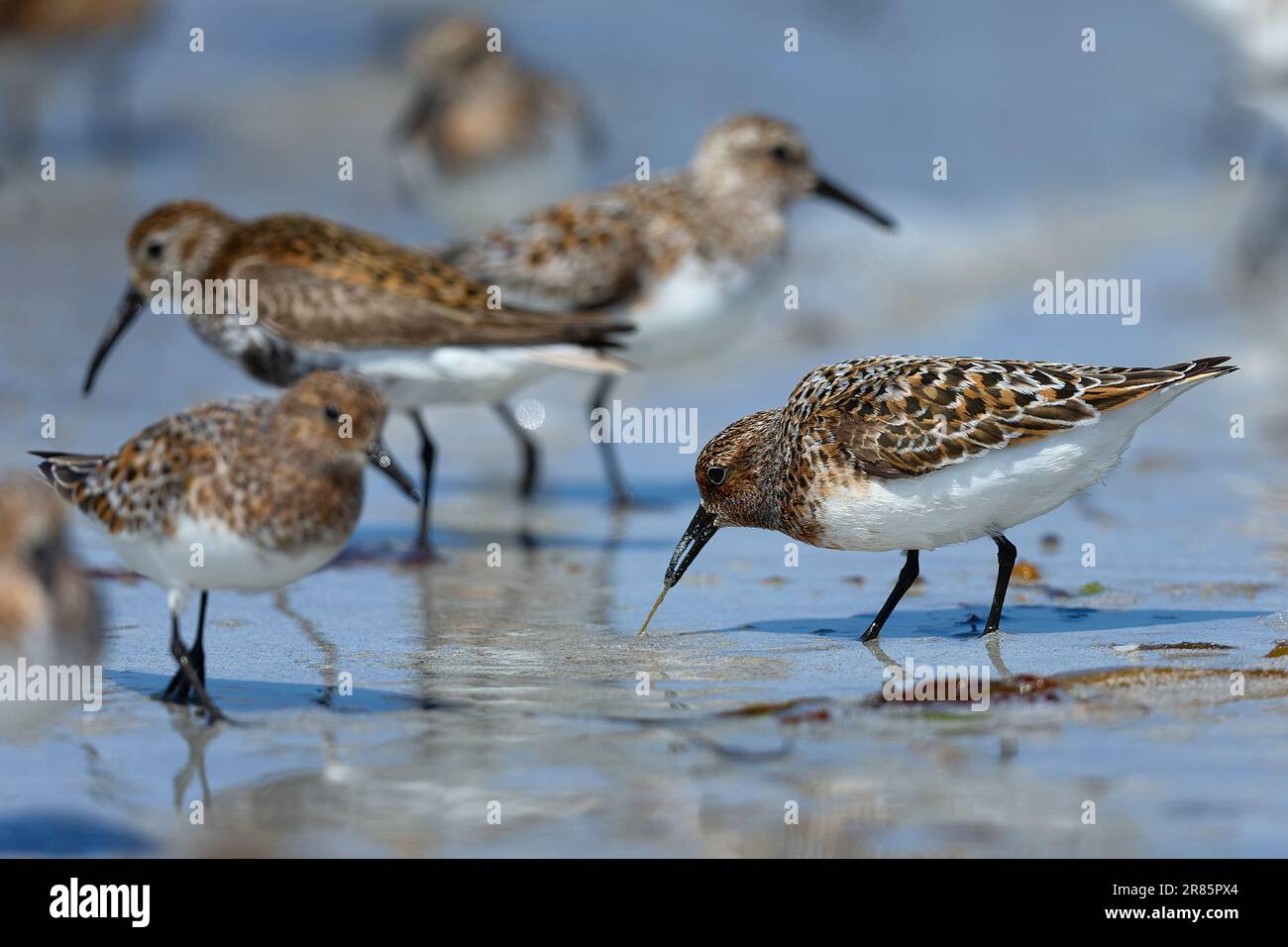 Dunlin feeding on a Hebridean beach Stock Photo - Alamy