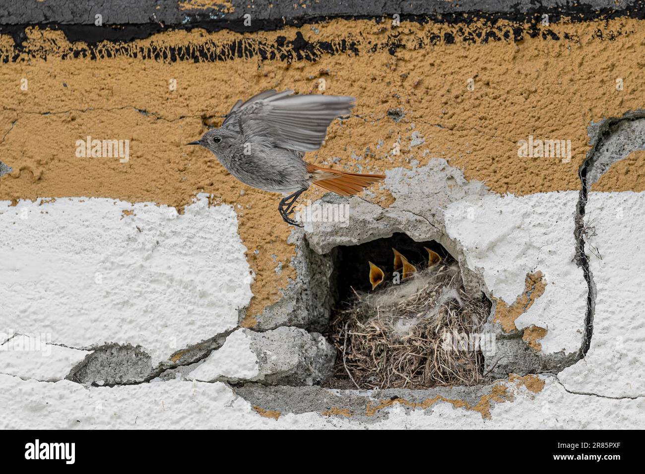 Flying out of the nest, the black redstart female (Phoenicurus ochruros ...