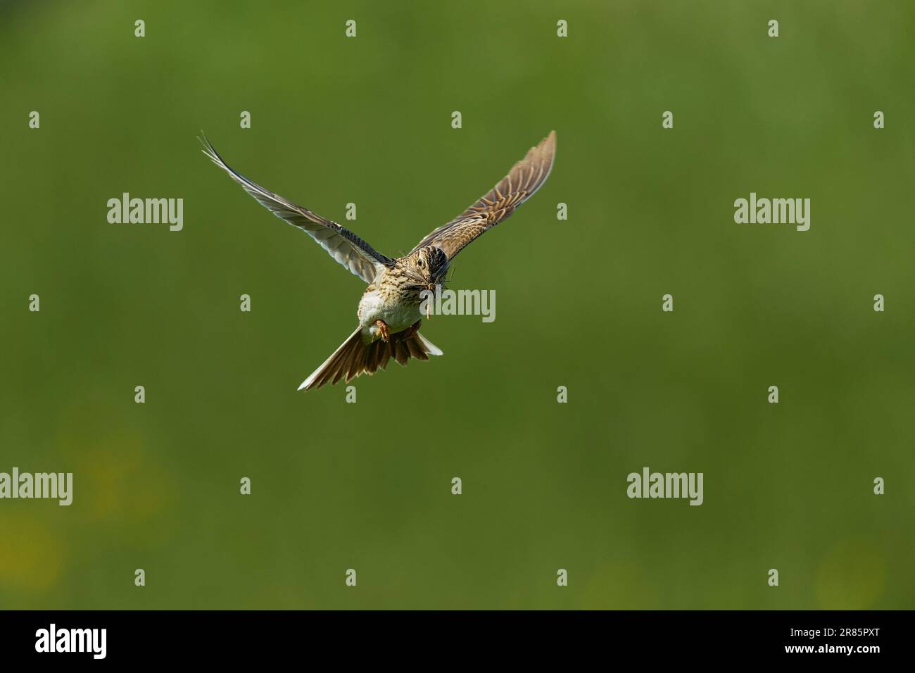 Carrying insects hi-res stock photography and images - Alamy