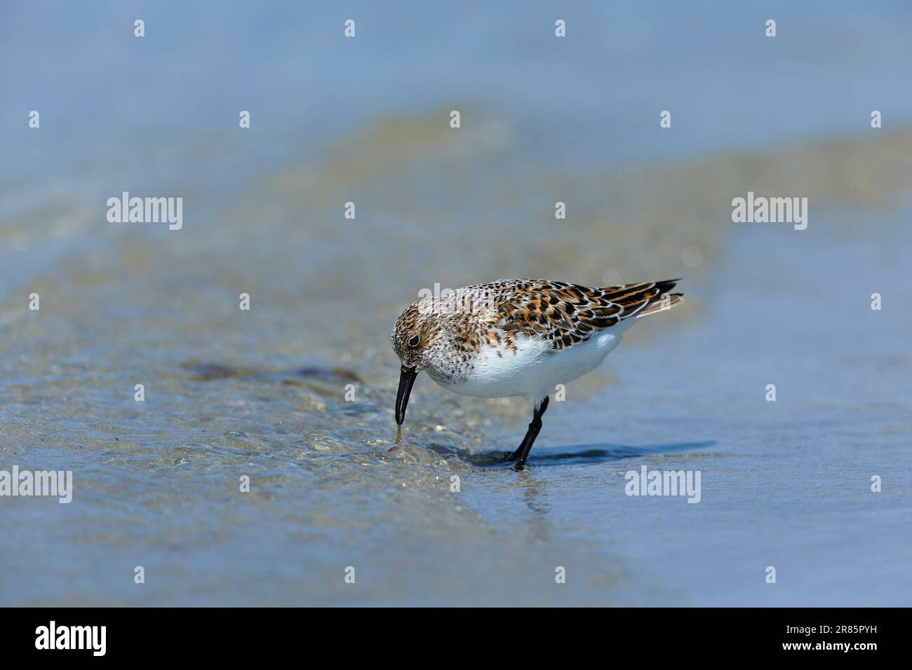 Dunlin feeding on a Hebridean beach Stock Photo - Alamy