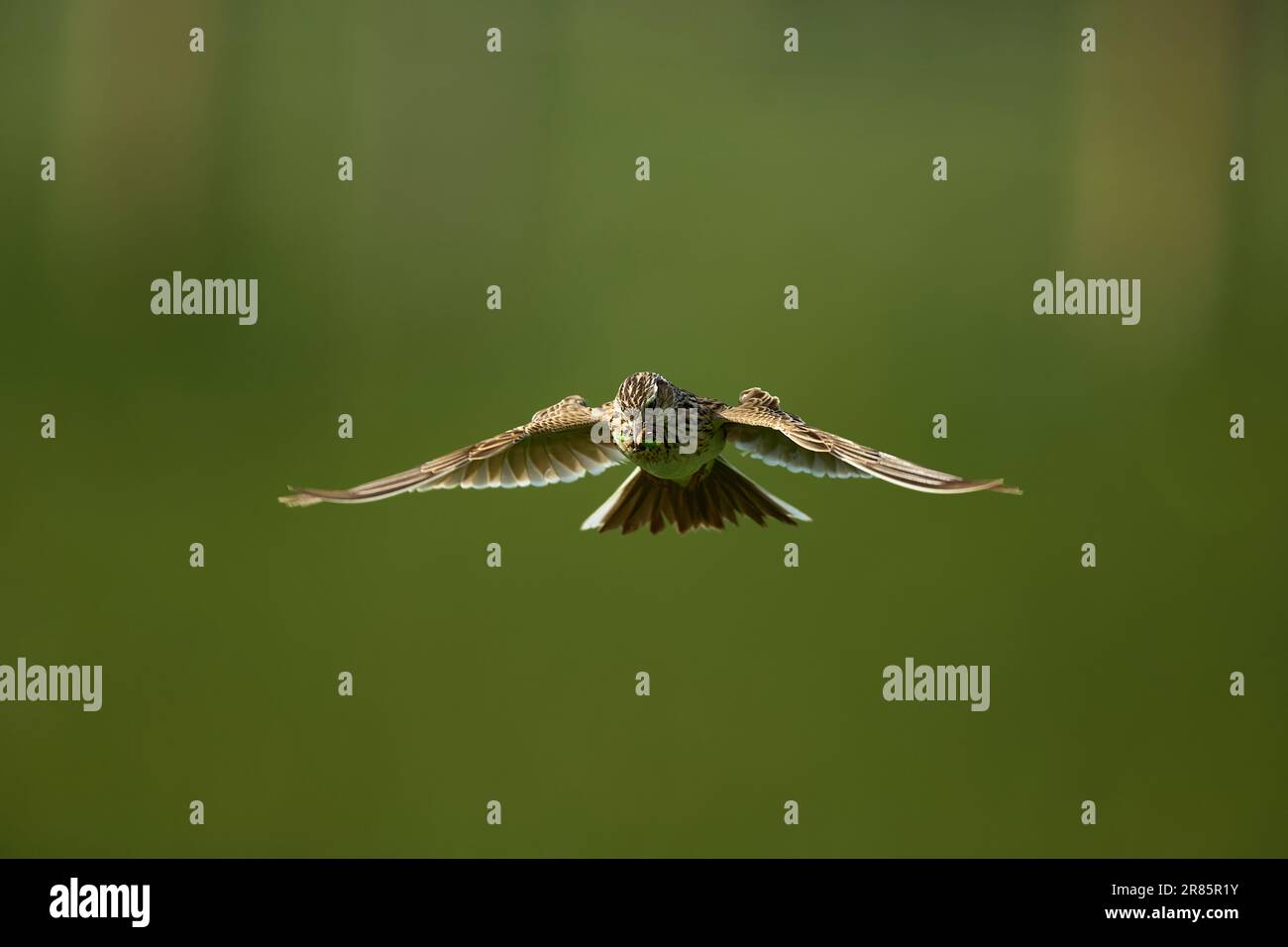 Hovering insects hi-res stock photography and images - Alamy