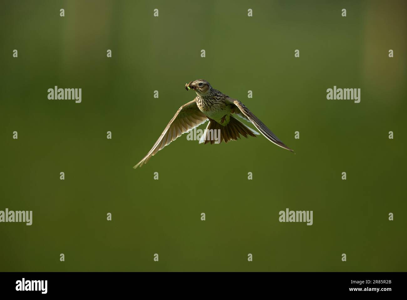 Hovering insects hi-res stock photography and images - Alamy
