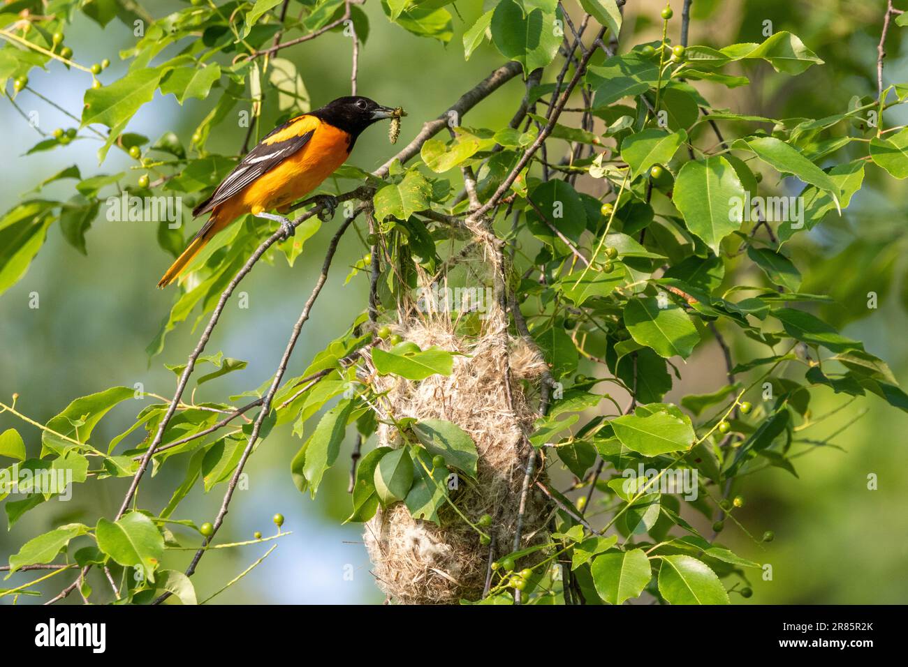 Baltimore Oriole at nest Stock Photo - Alamy