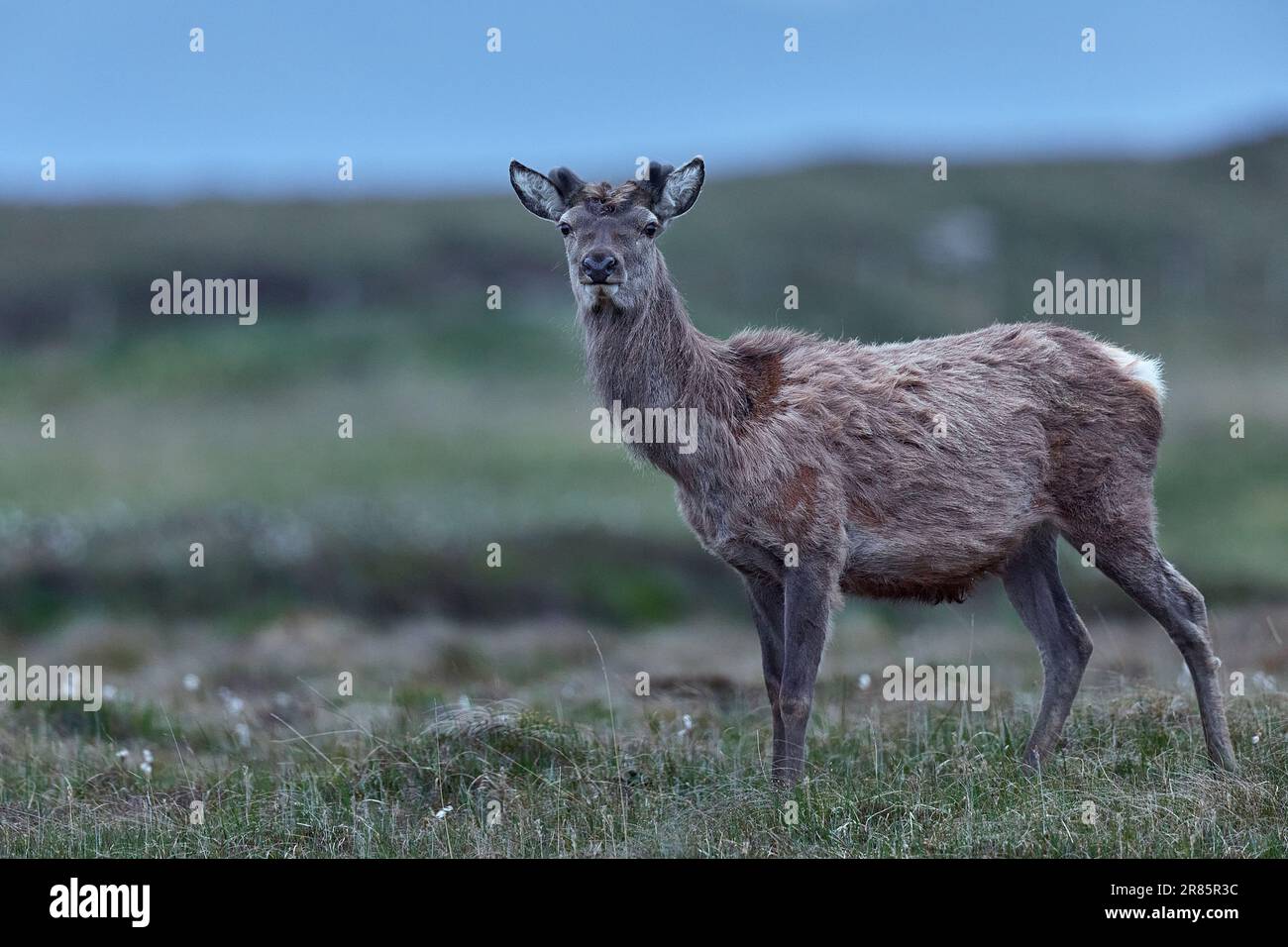 Deer standing on grassy hi-res stock photography and images - Alamy