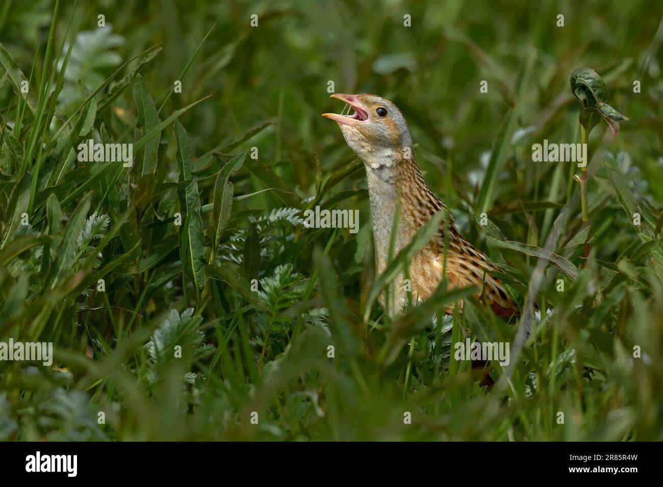 Corncrake habitat hi-res stock photography and images - Alamy