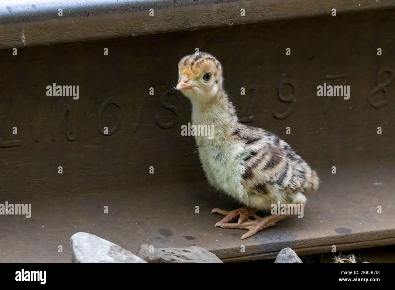 Wild Turkey poult Stock Photo - Alamy