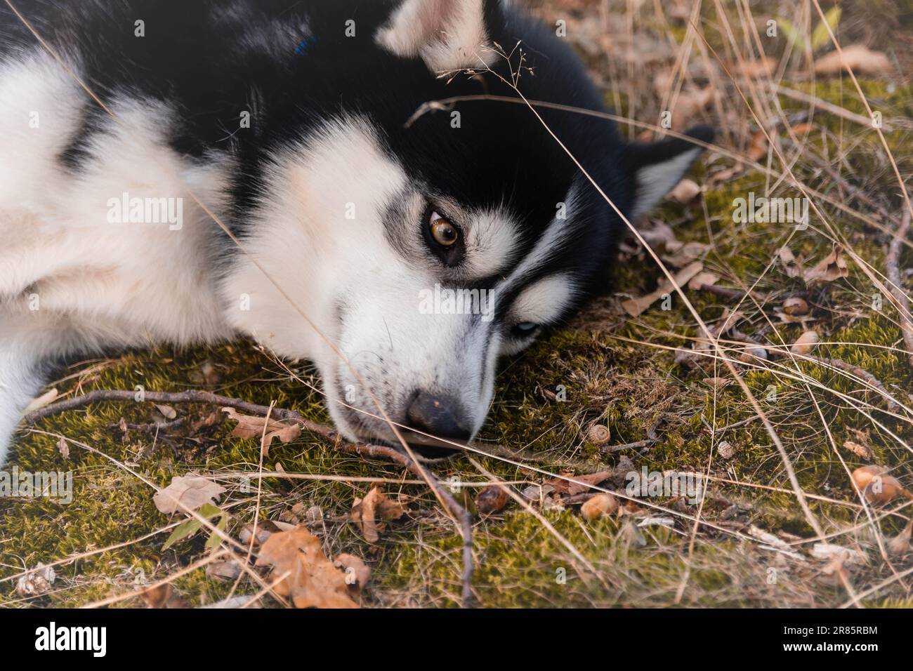 Slovakian boy hi-res stock photography and images - Alamy