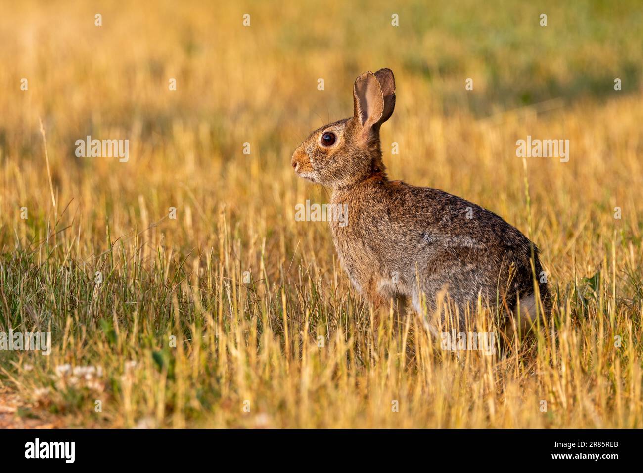 Eastern Cottontail rabbit Stock Photo - Alamy