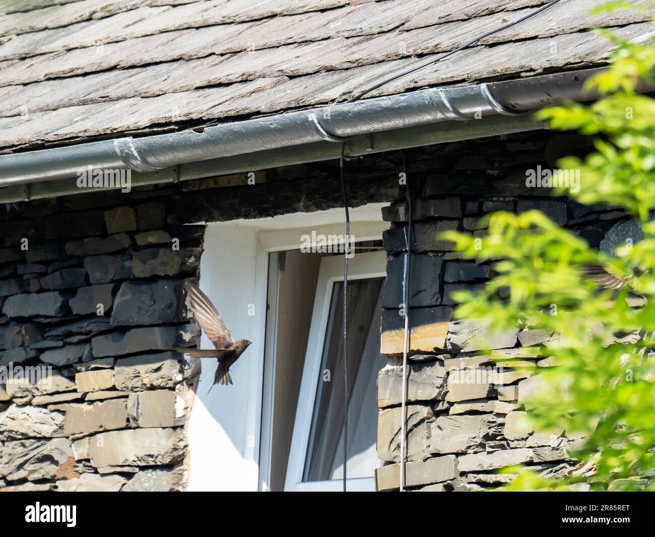A Common Swift, Apus apus in Ambleside, Lake District, UK Stock Photo ...