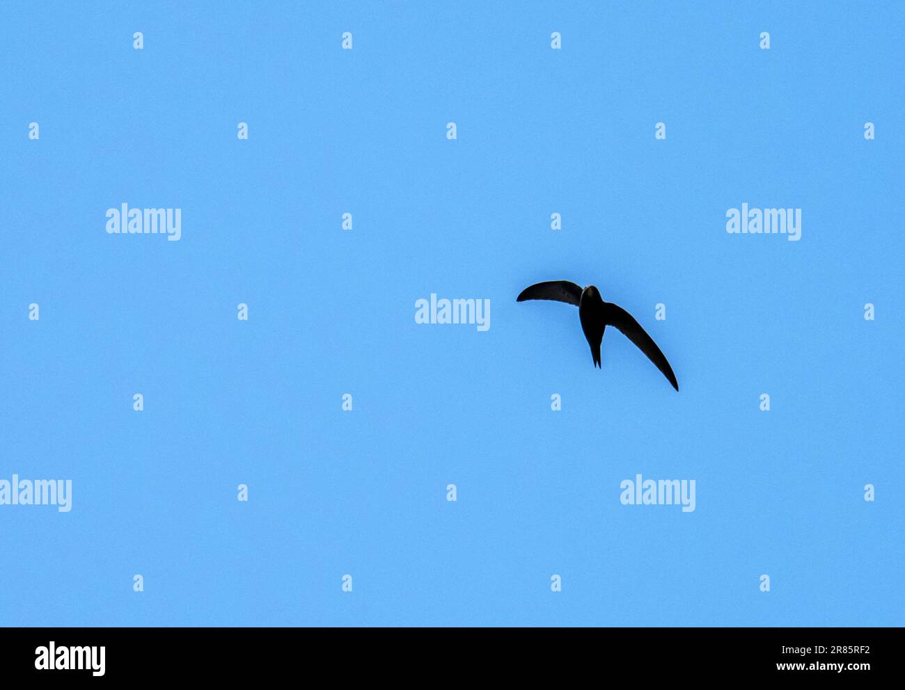A Common Swift, Apus apus in Ambleside, Lake District, UK Stock Photo ...