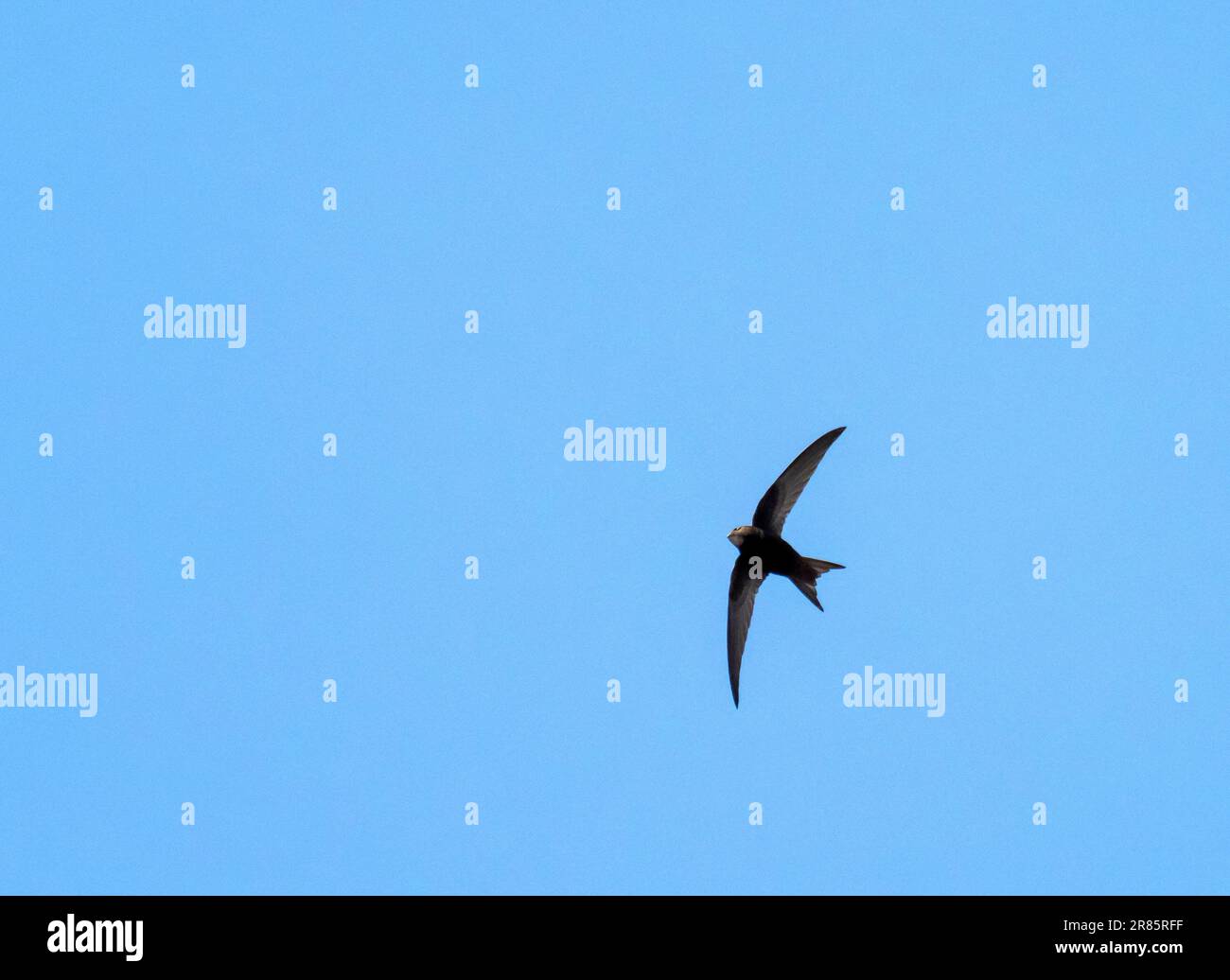 A Common Swift, Apus apus in Ambleside, Lake District, UK Stock Photo ...