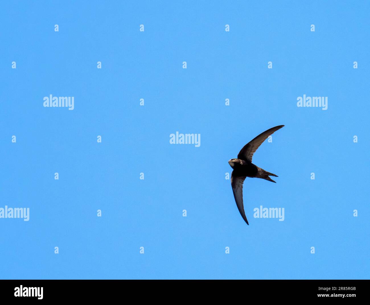 A Common Swift, Apus apus in Ambleside, Lake District, UK Stock Photo ...