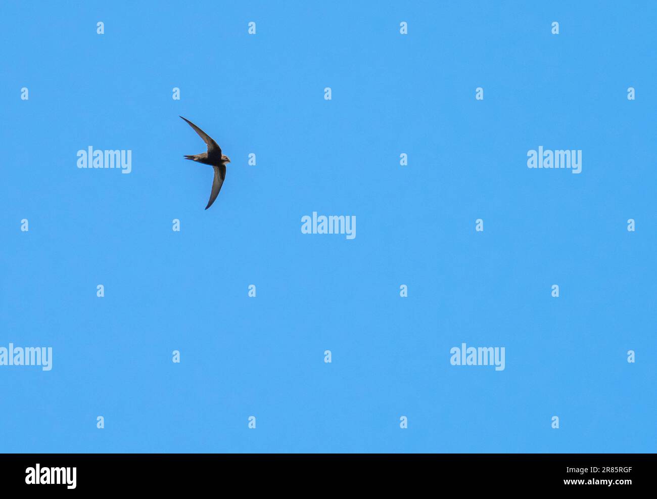 A Common Swift, Apus apus in Ambleside, Lake District, UK Stock Photo ...