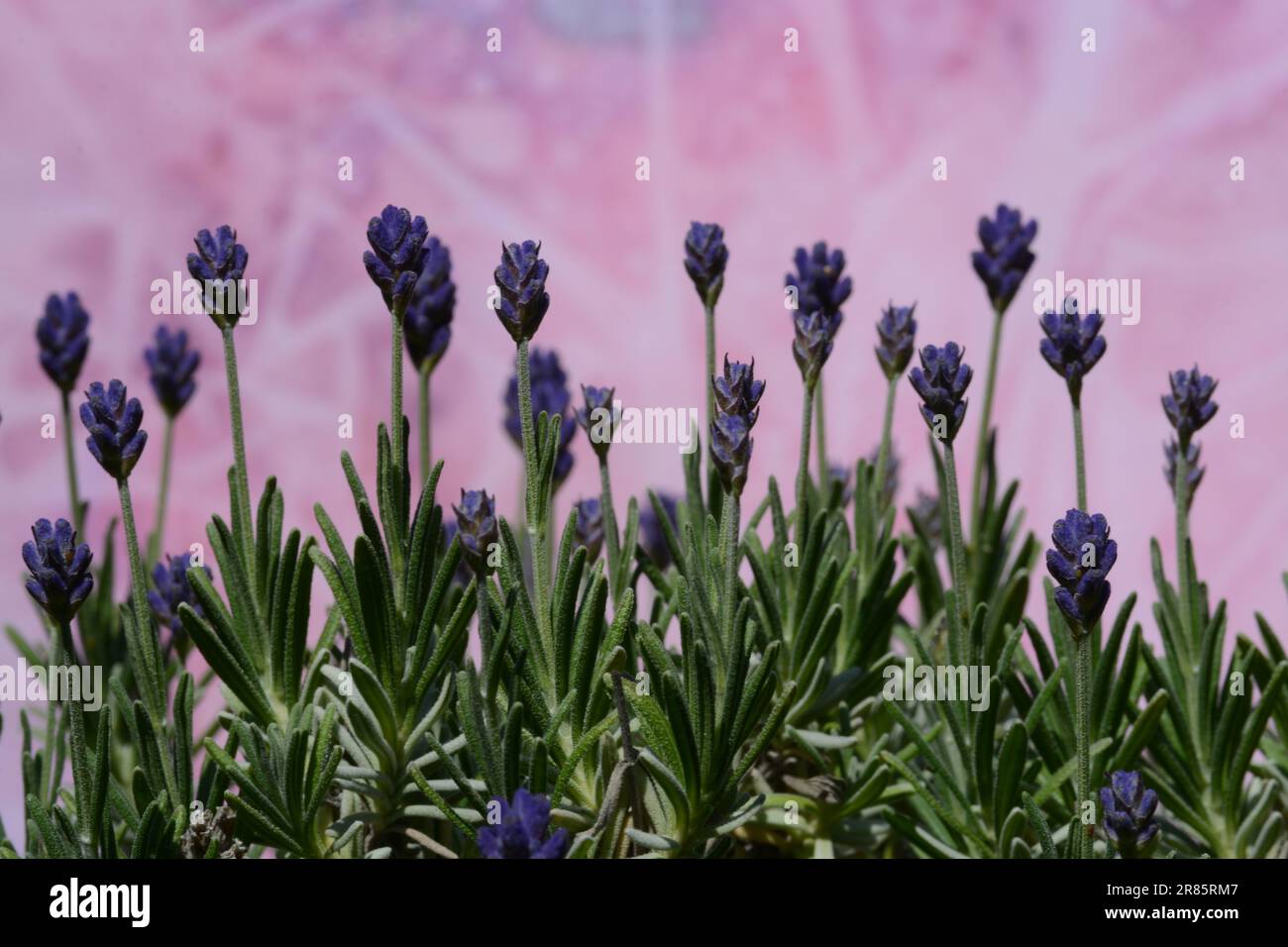 Serene backdrops hi-res stock photography and images - Alamy