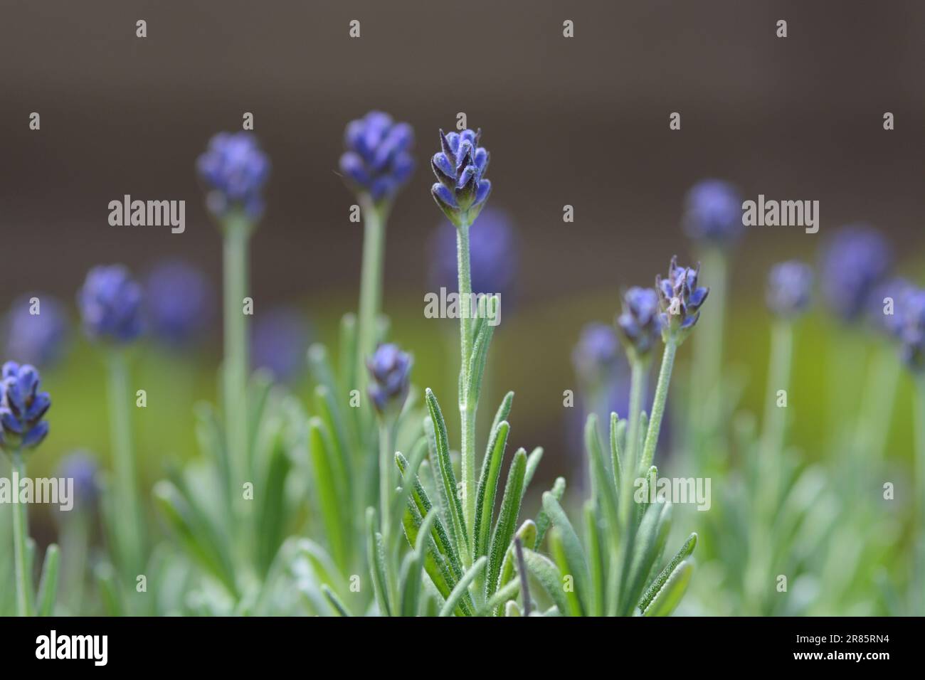 Serene backdrops hi-res stock photography and images - Alamy