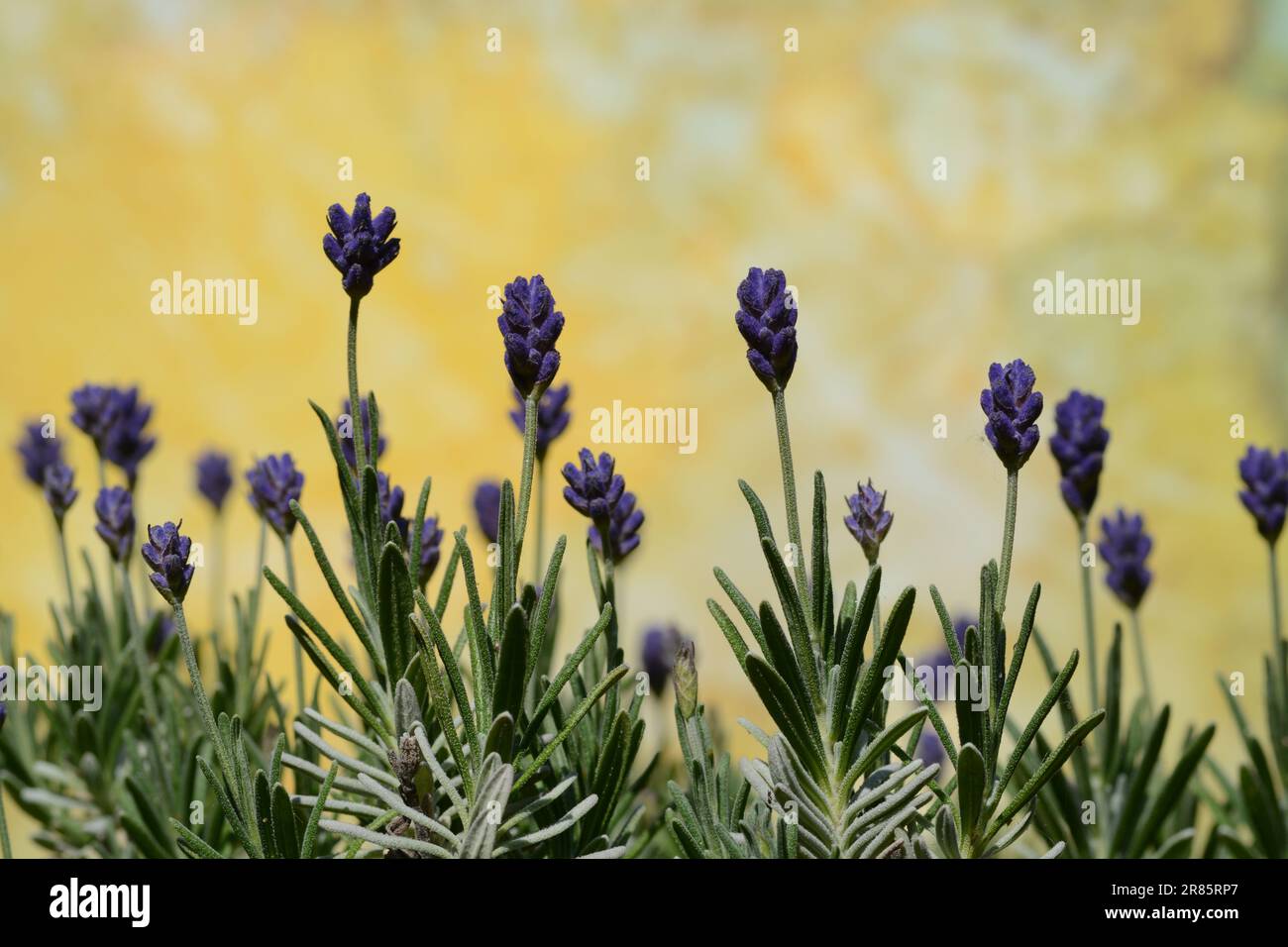 Serene backdrops hi-res stock photography and images - Alamy