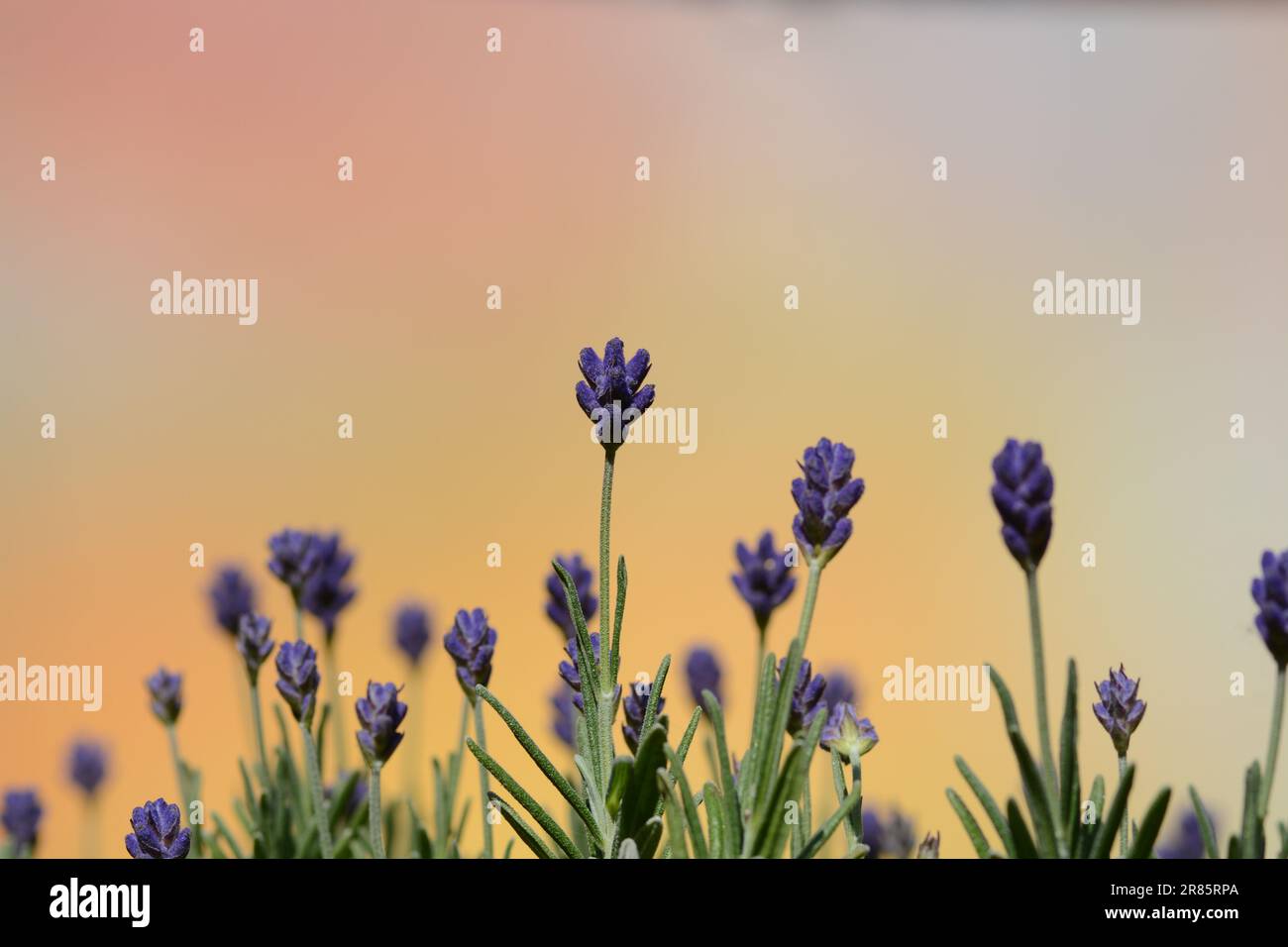 Serene backdrops hi-res stock photography and images - Alamy