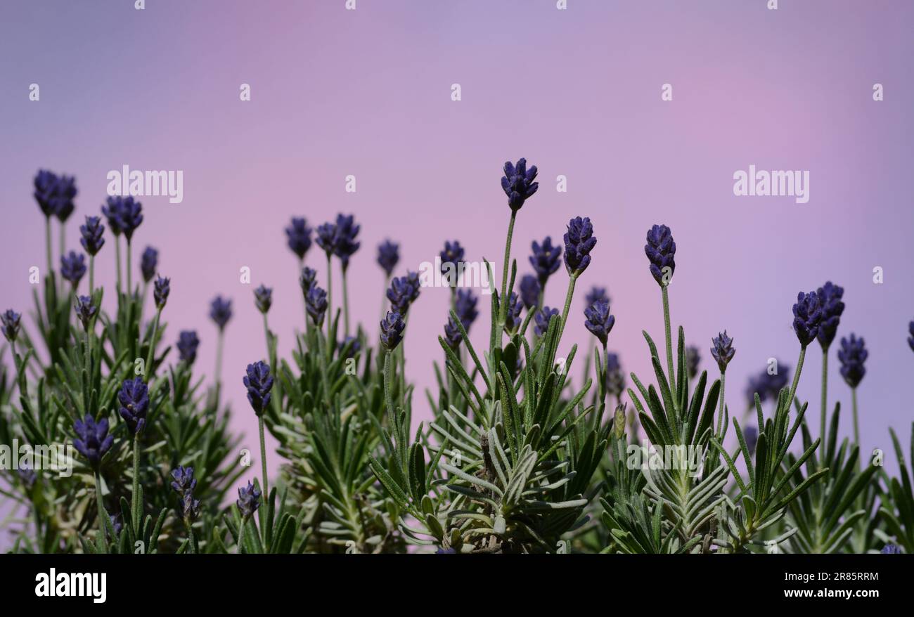 Breathtaking backdrops hi-res stock photography and images - Alamy