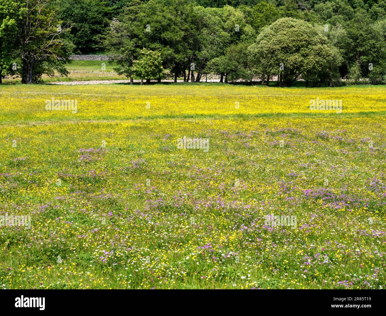 Meadow Cranesbill and other wildflowers in a species rich, traditional ...