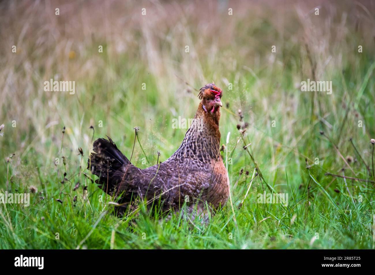 A free range Altsteirer chicken with a typical crest. Nature background ...