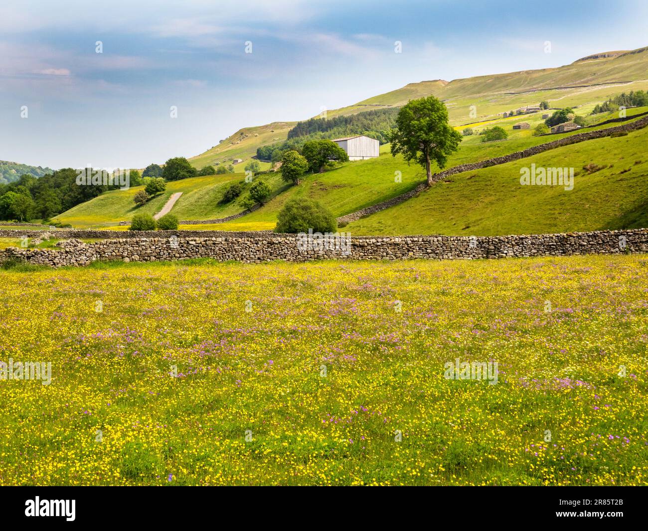 Meadow Cranesbill and other wildflowers in a species rich, traditional ...