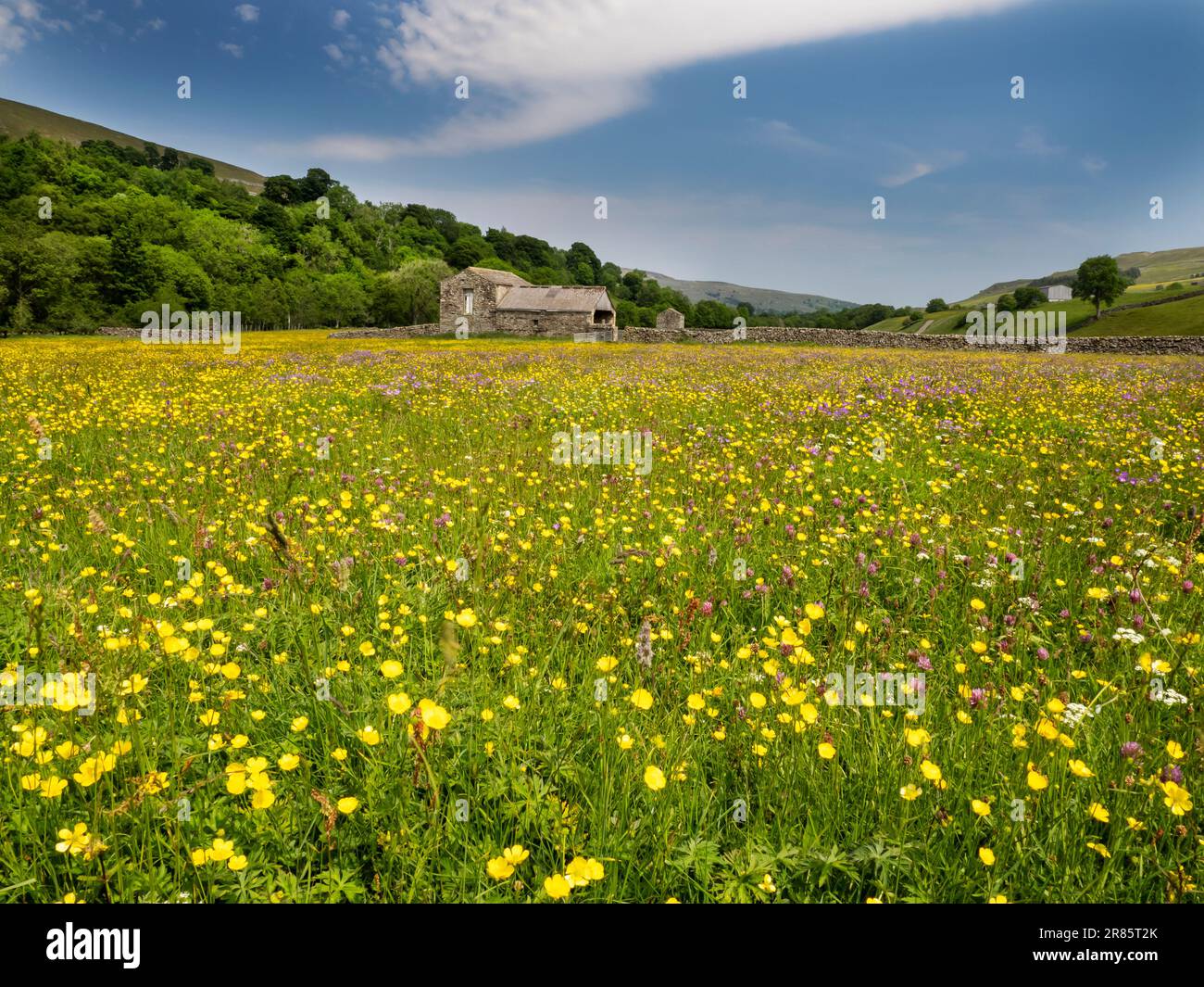 Meadow Cranesbill and other wildflowers in a species rich, traditional ...