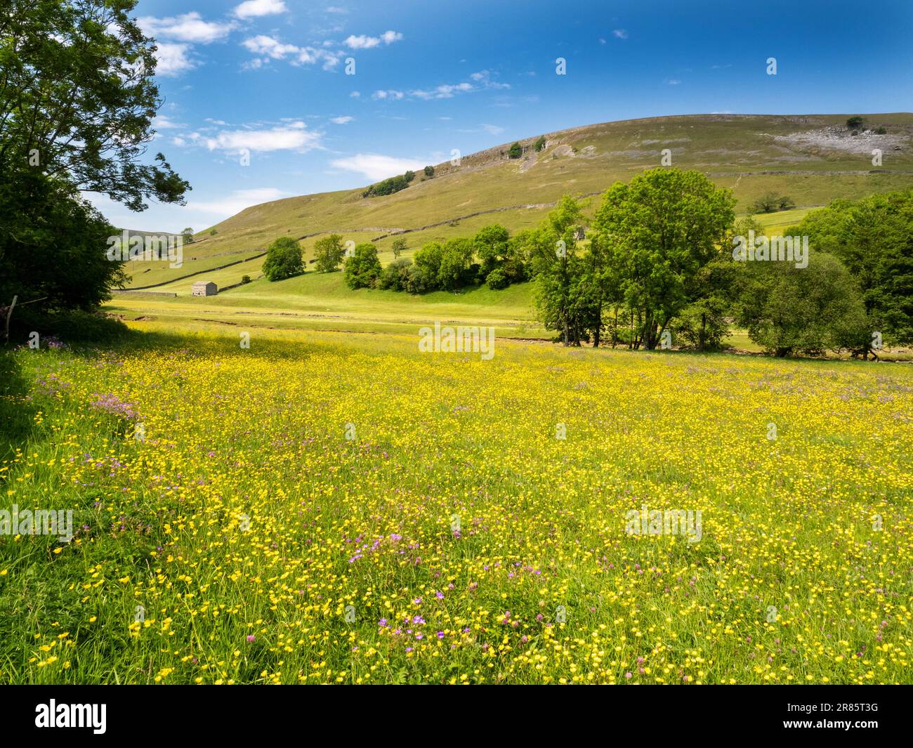 Meadow Cranesbill and other wildflowers in a species rich, traditional ...