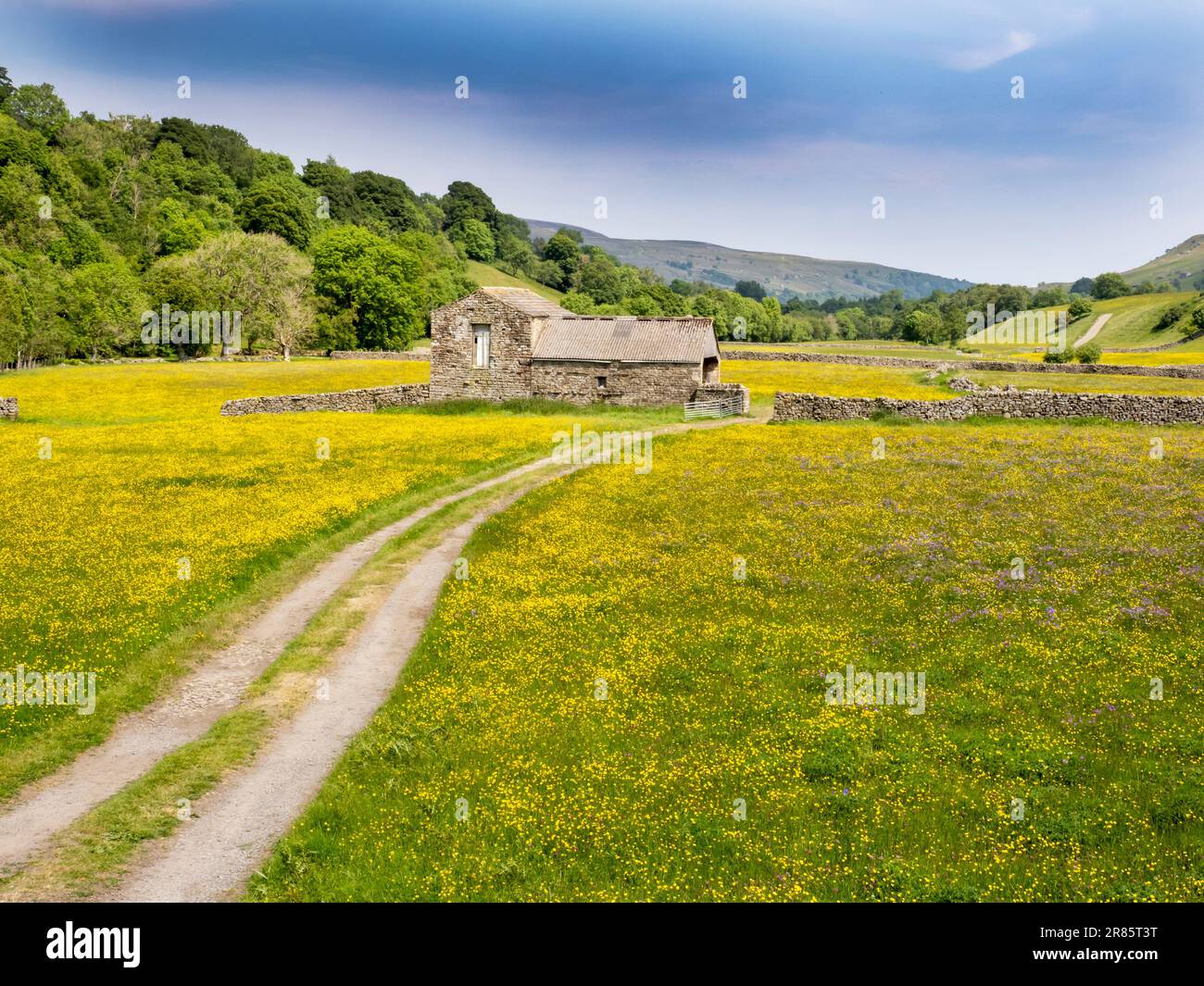 Meadow Cranesbill and other wildflowers in a species rich, traditional ...