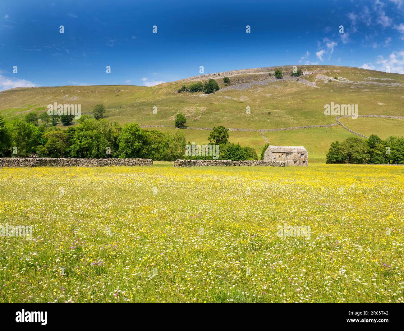 Meadow Cranesbill and other wildflowers in a species rich, traditional ...