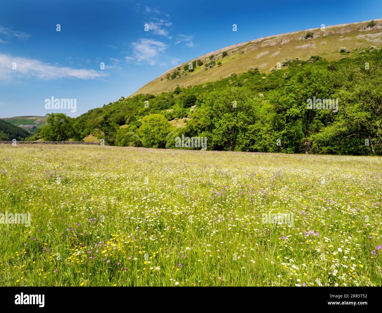 Meadow Cranesbill and other wildflowers in a species rich, traditional ...